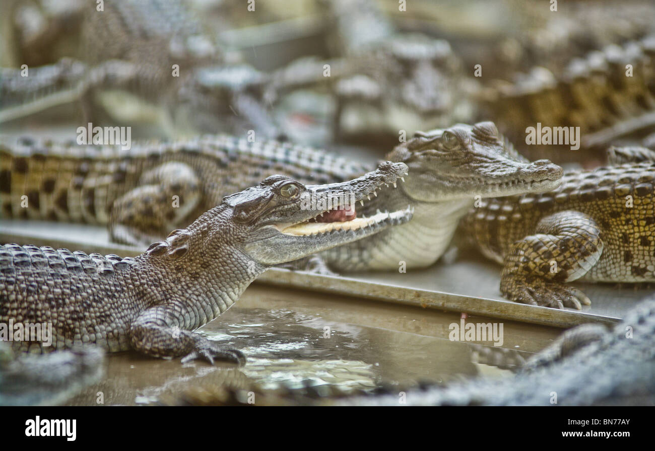 Lots of crocodiles hi-res stock photography and images - Alamy