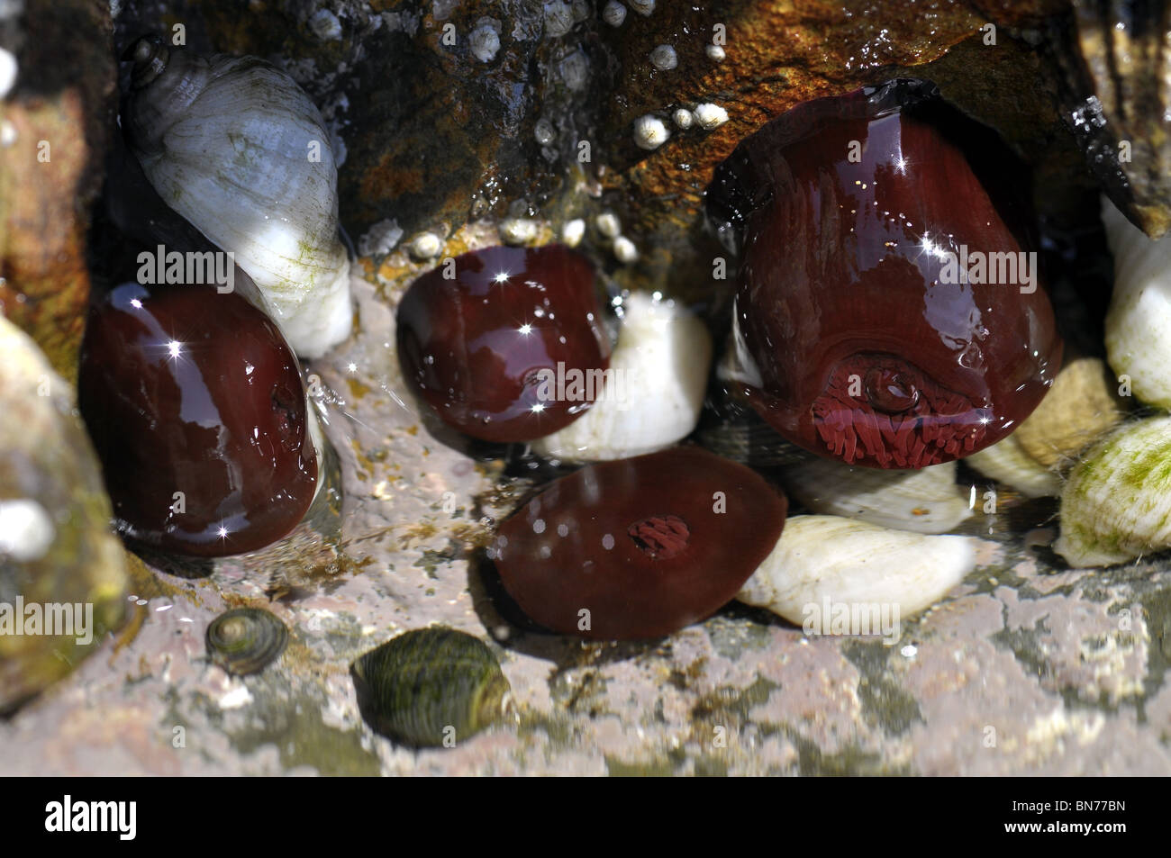 The Common Beadlet Anemone Stock Photo - Alamy