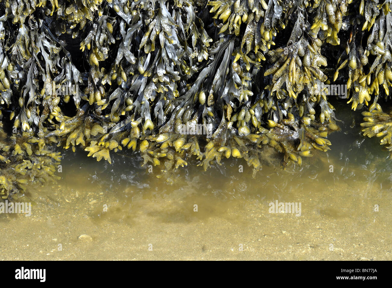 Bladderwrack seaweed Algae Stock Photo - Alamy