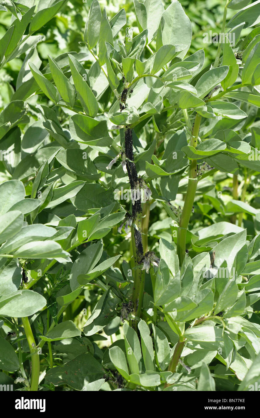 Infestation of black bean aphids (Aphis fabae) on a broad bean stem ...