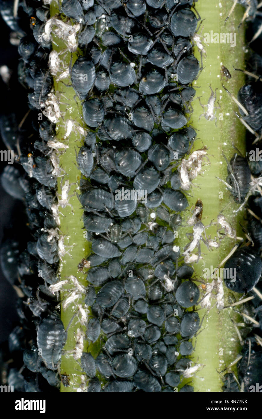 Infestation of black bean aphids (Aphis fabae) on a broad bean stem ...