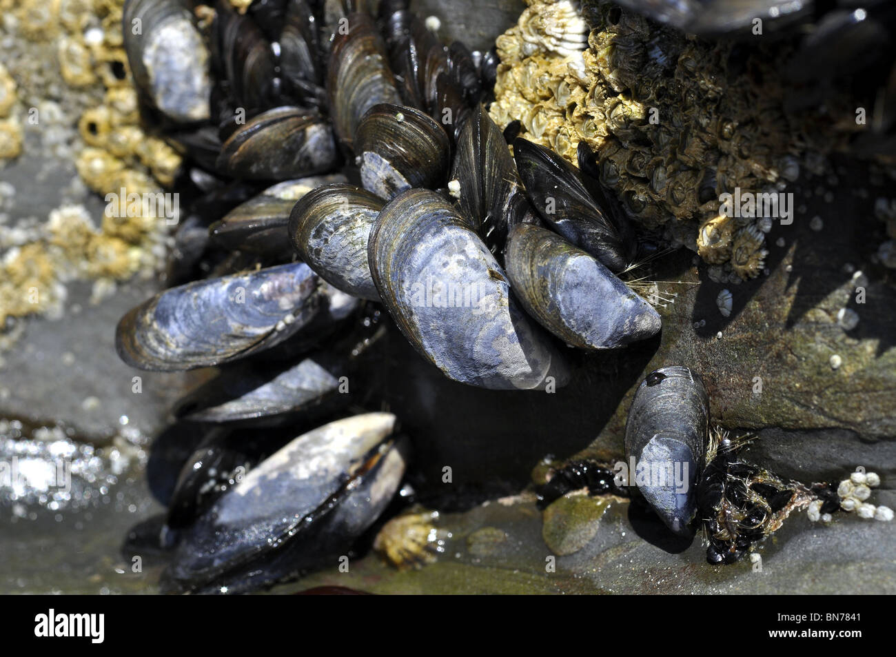 Common mussel hi-res stock photography and images - Alamy