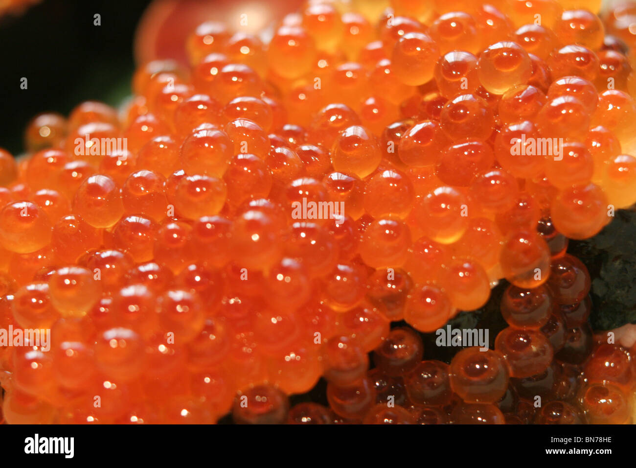 Roe hi-res stock photography and images - Alamy