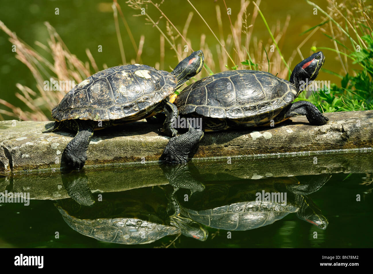 Turn of turtles hi-res stock photography and images - Alamy