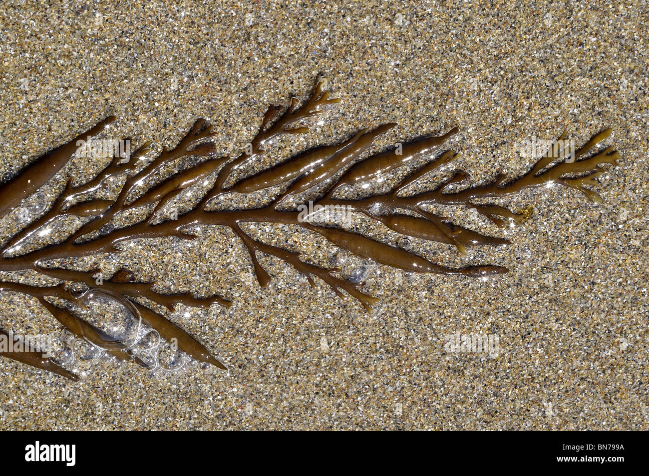 Sea Oak seaweed Stock Photo - Alamy