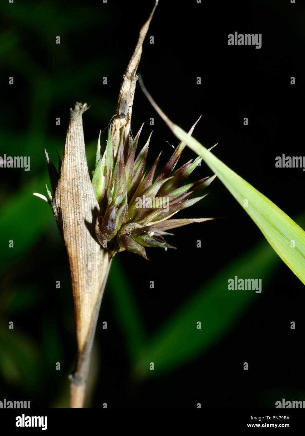 Bamboo flower hi-res stock photography and images - Alamy