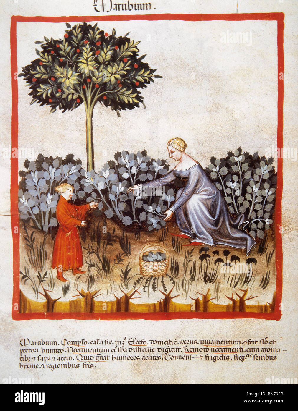 Medieval harvest hi-res stock photography and images - Alamy