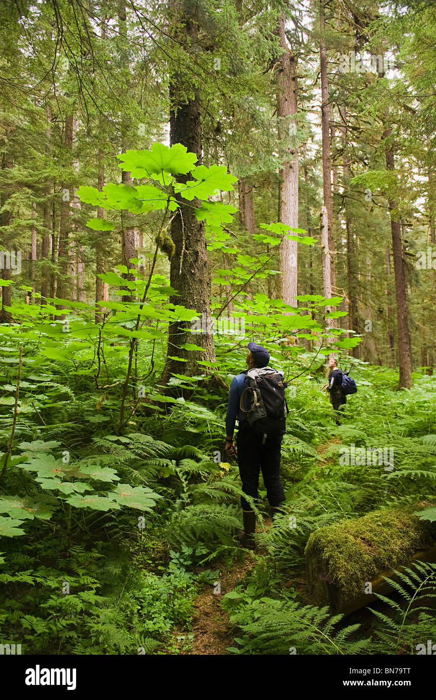 Devil's club alaska High Resolution Stock Photography and Images - Alamy