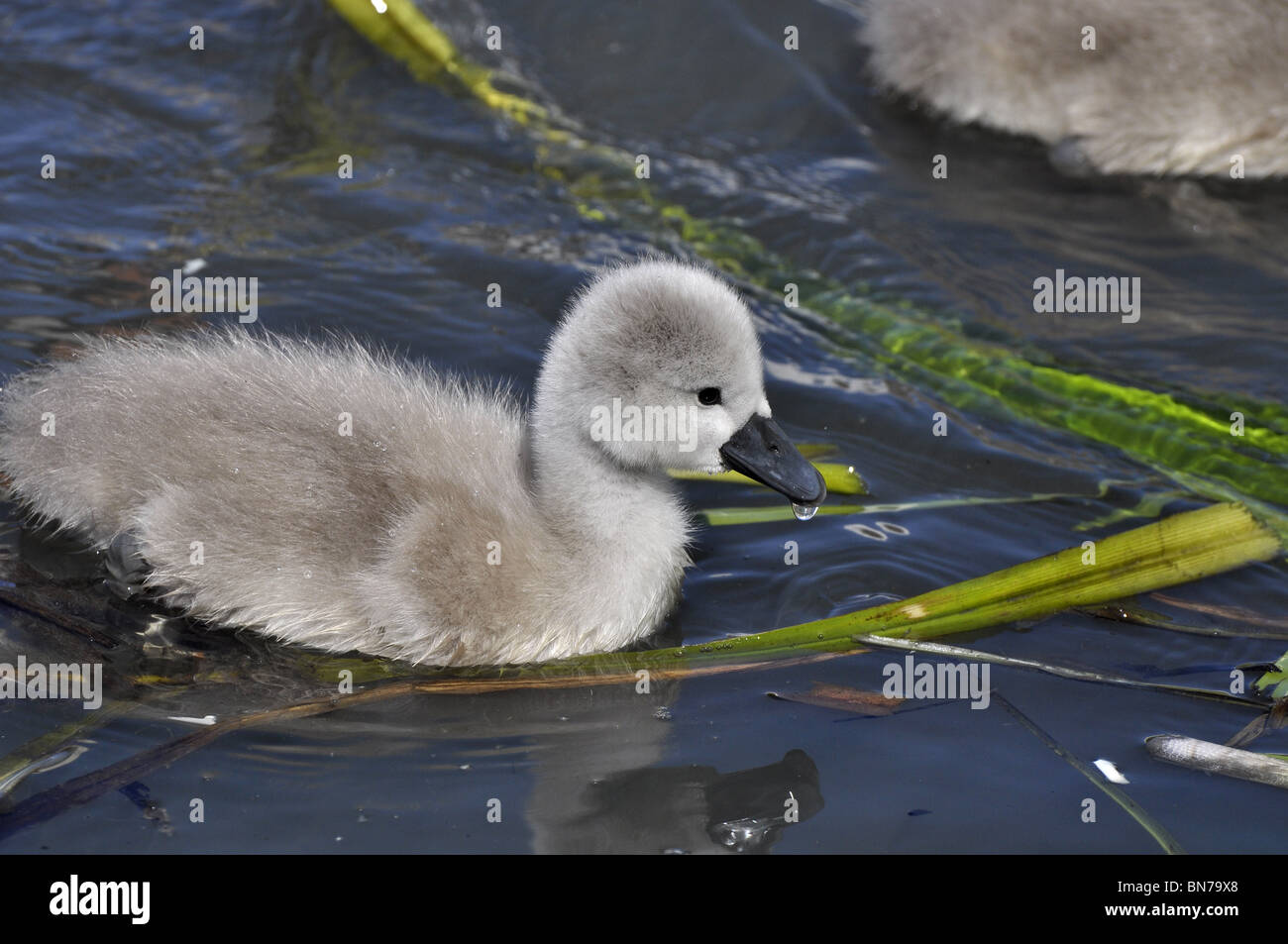 Cygnet and mute swan hi-res stock photography and images - Alamy