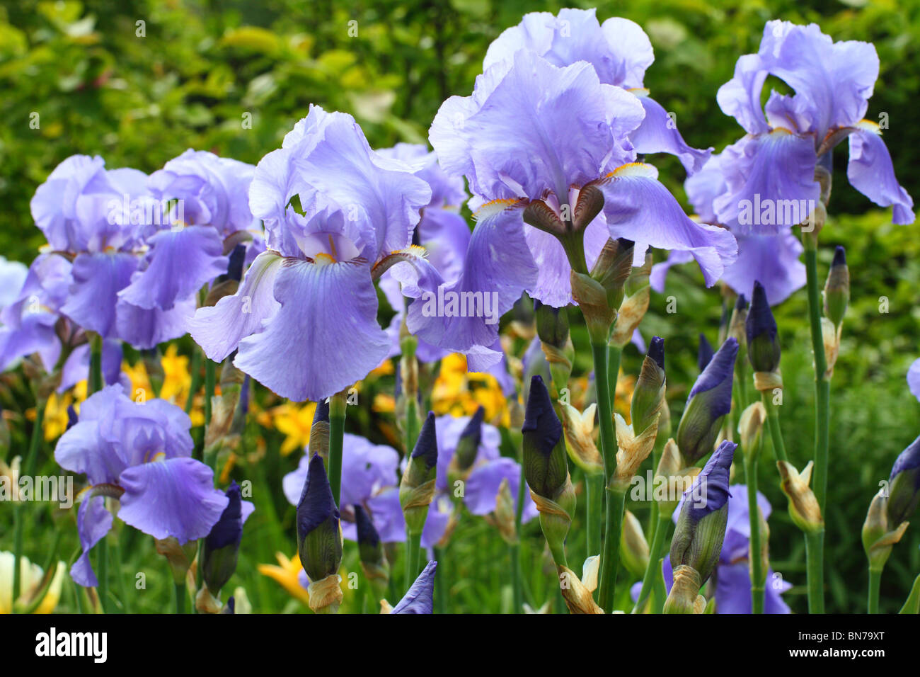Violet iris flowers blooming Stock Photo - Alamy