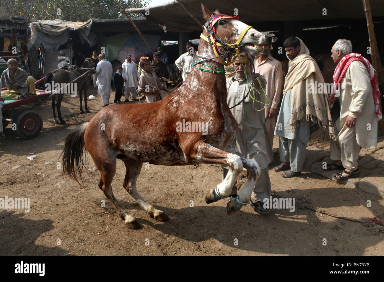 Horse market in Lahore Stock Photo - Alamy