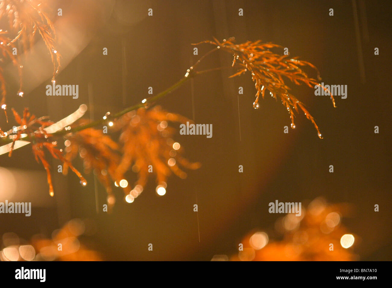 rain drops falling on orange Japanese maple tree leaves, at night Stock ...