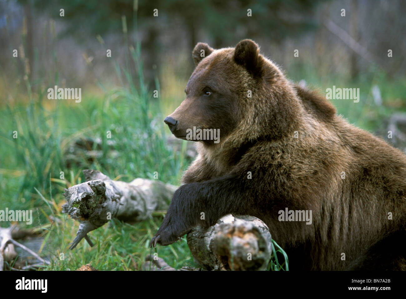 Portrait of *Hugo* Grizzly Bear on Log SC AK Captive Summer Big Game ...