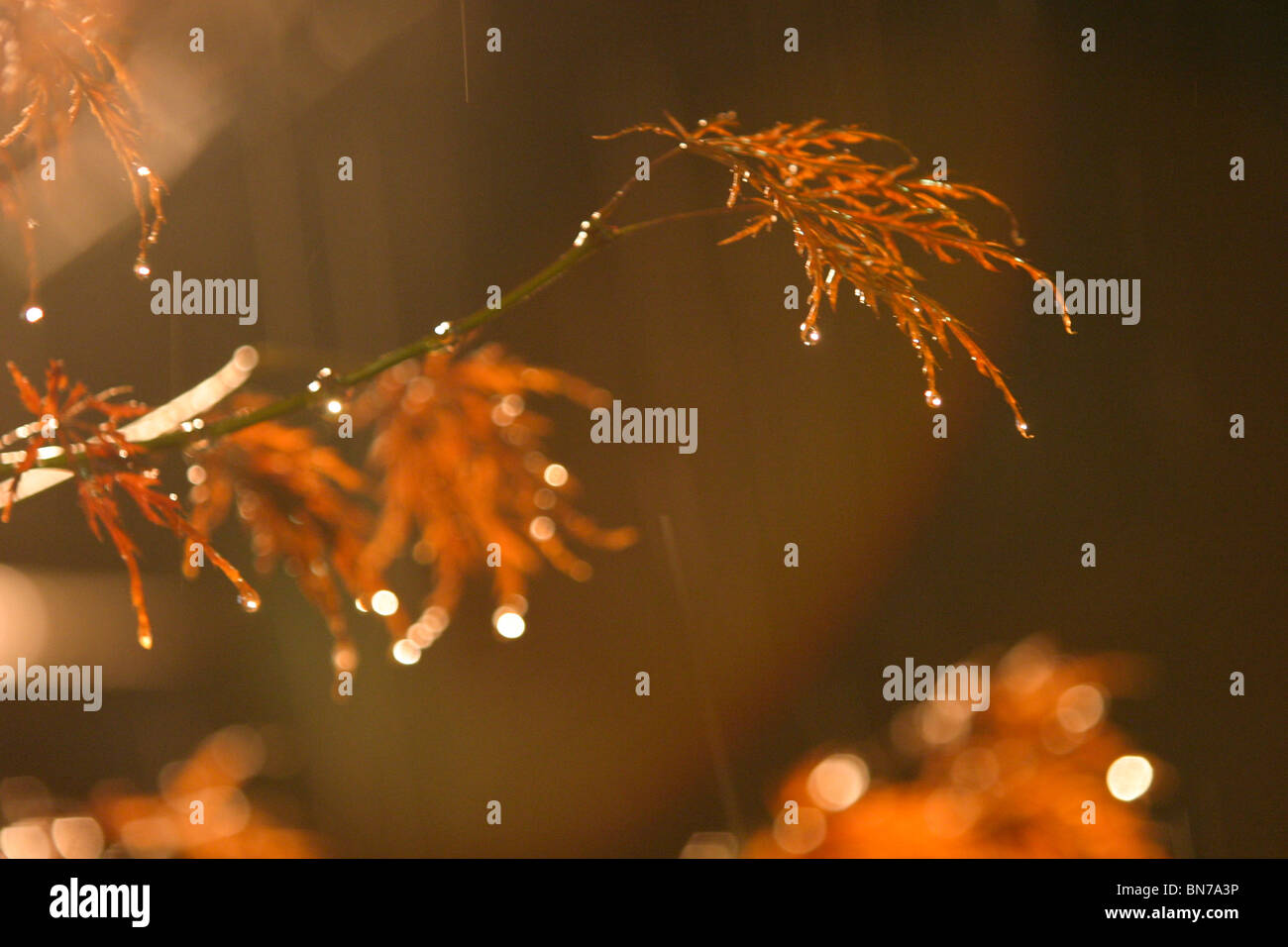rain drops falling on orange Japanese maple tree leaves, at night Stock ...