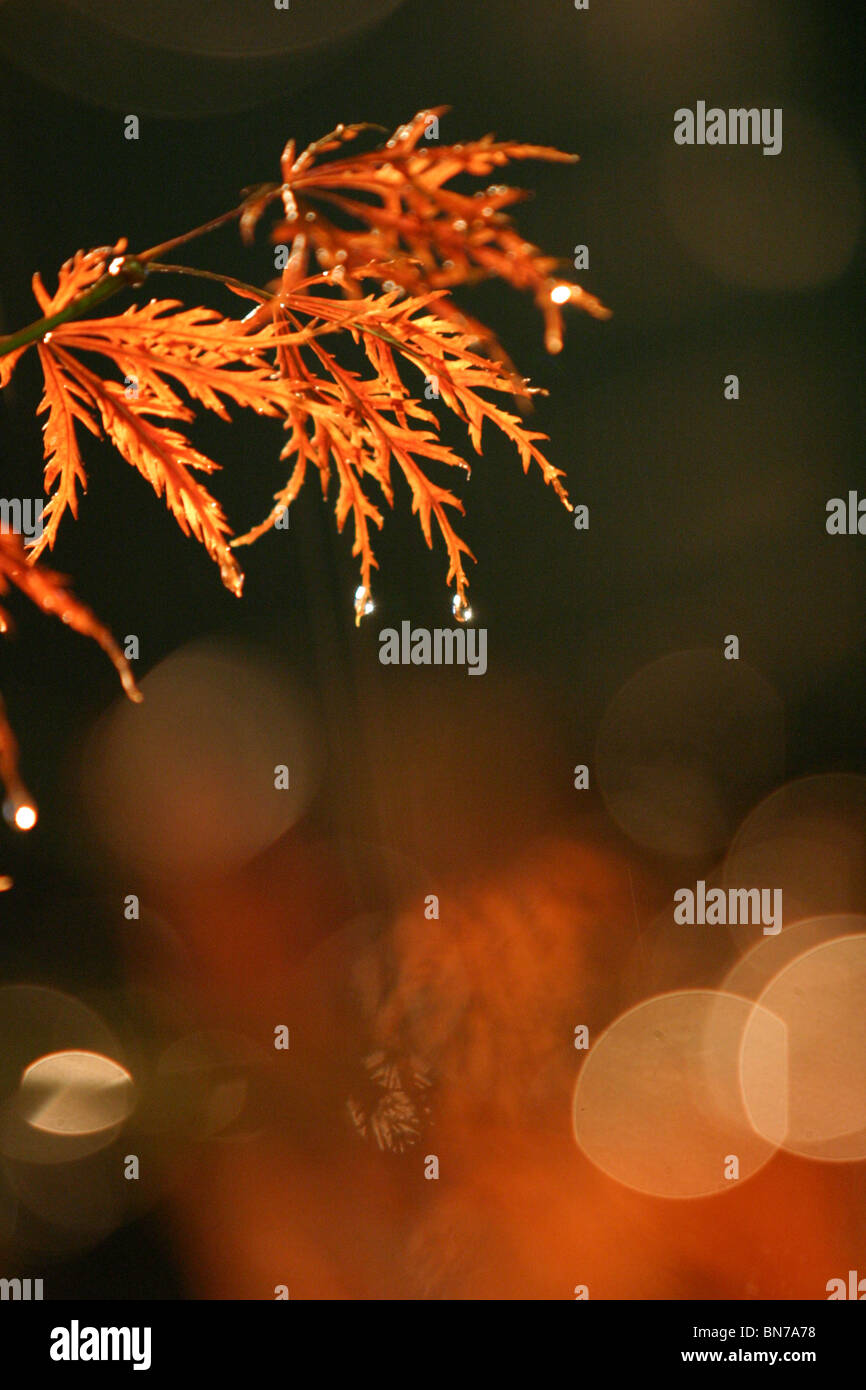 rain drops falling on orange Japanese maple tree leaves, at night Stock ...