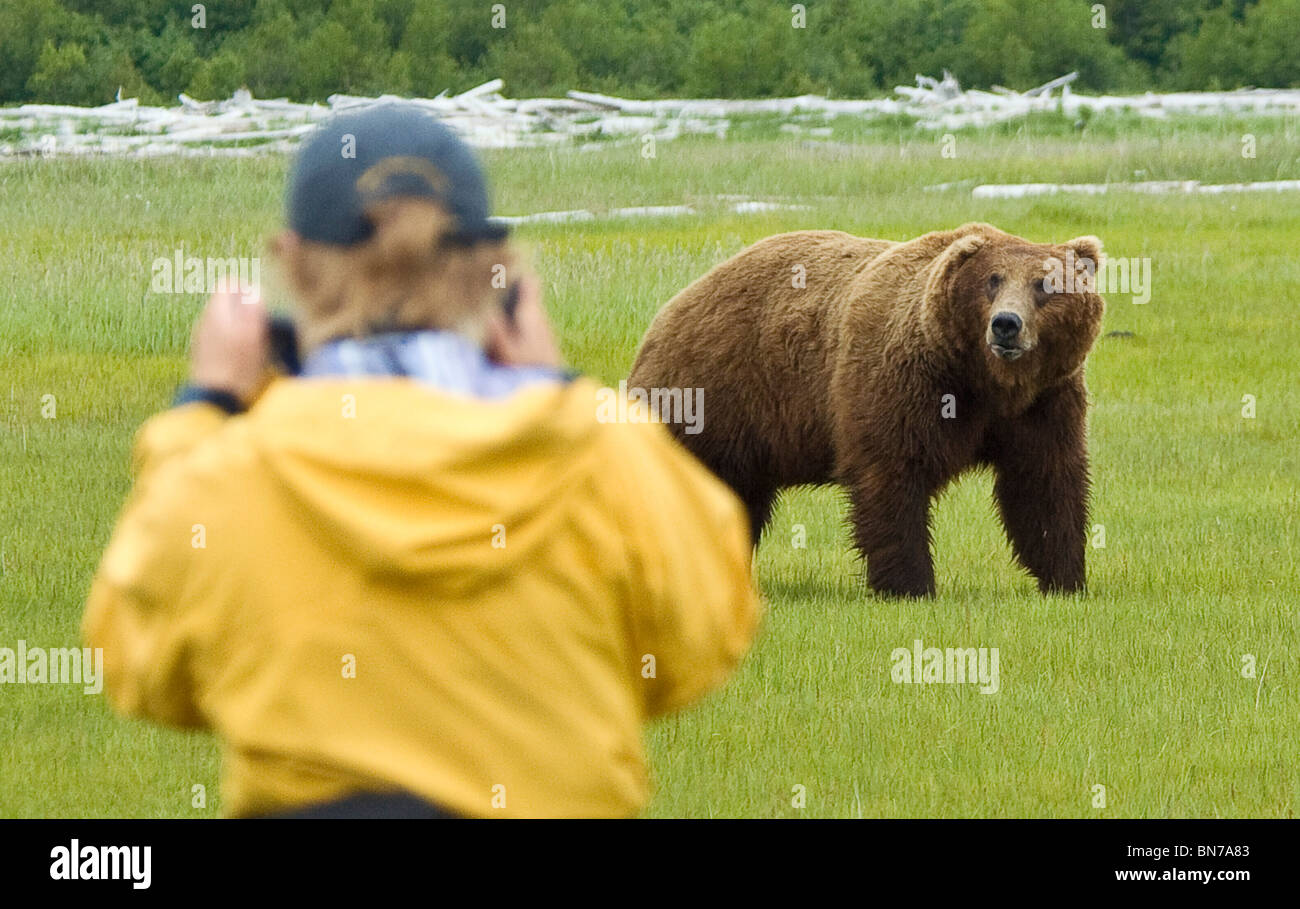 Tourist photographing a brown bear in Hallo Bay, Katmai National Park ...