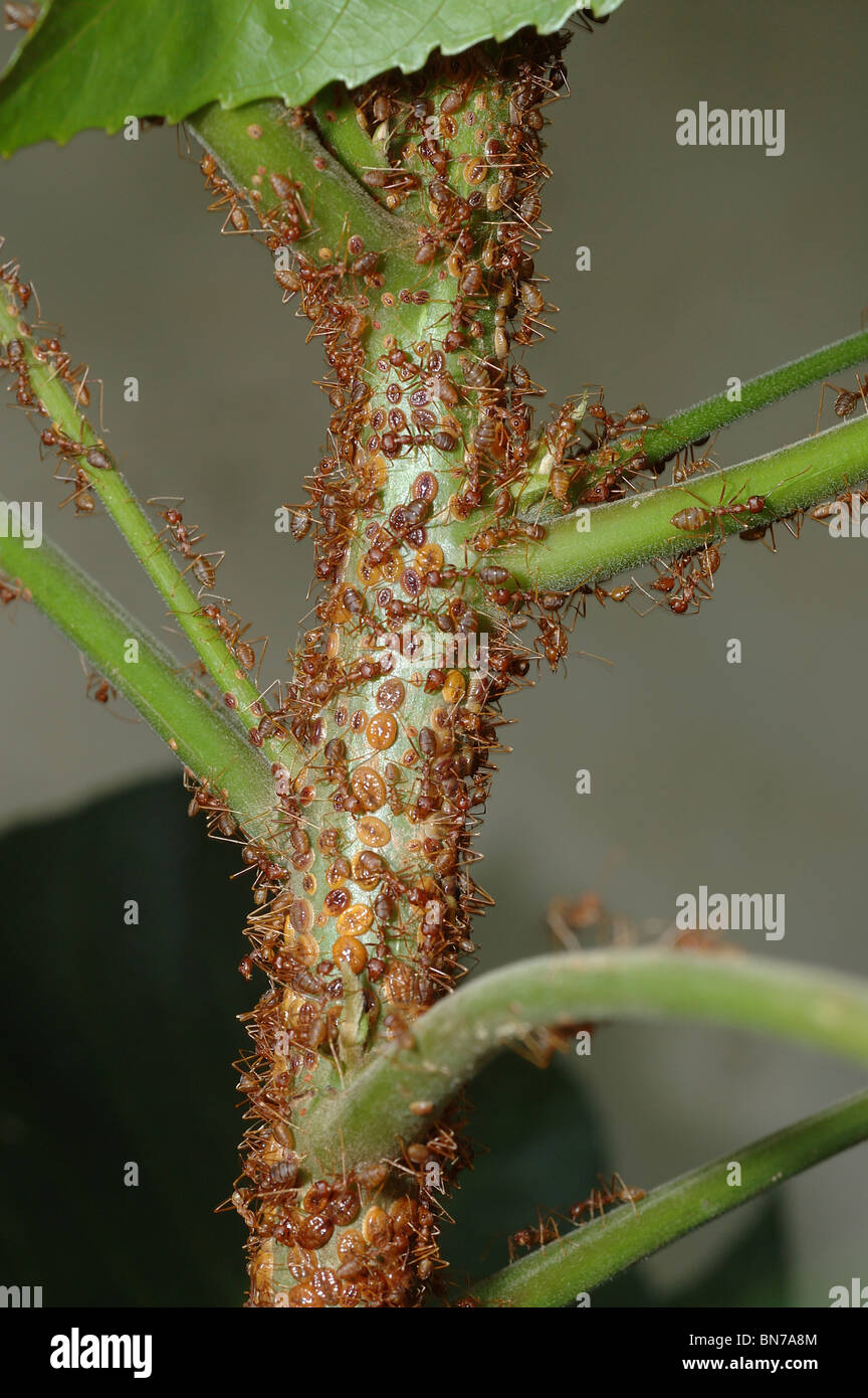 African weaver ants (Oecophylla longinoda) tending scale insects for ...