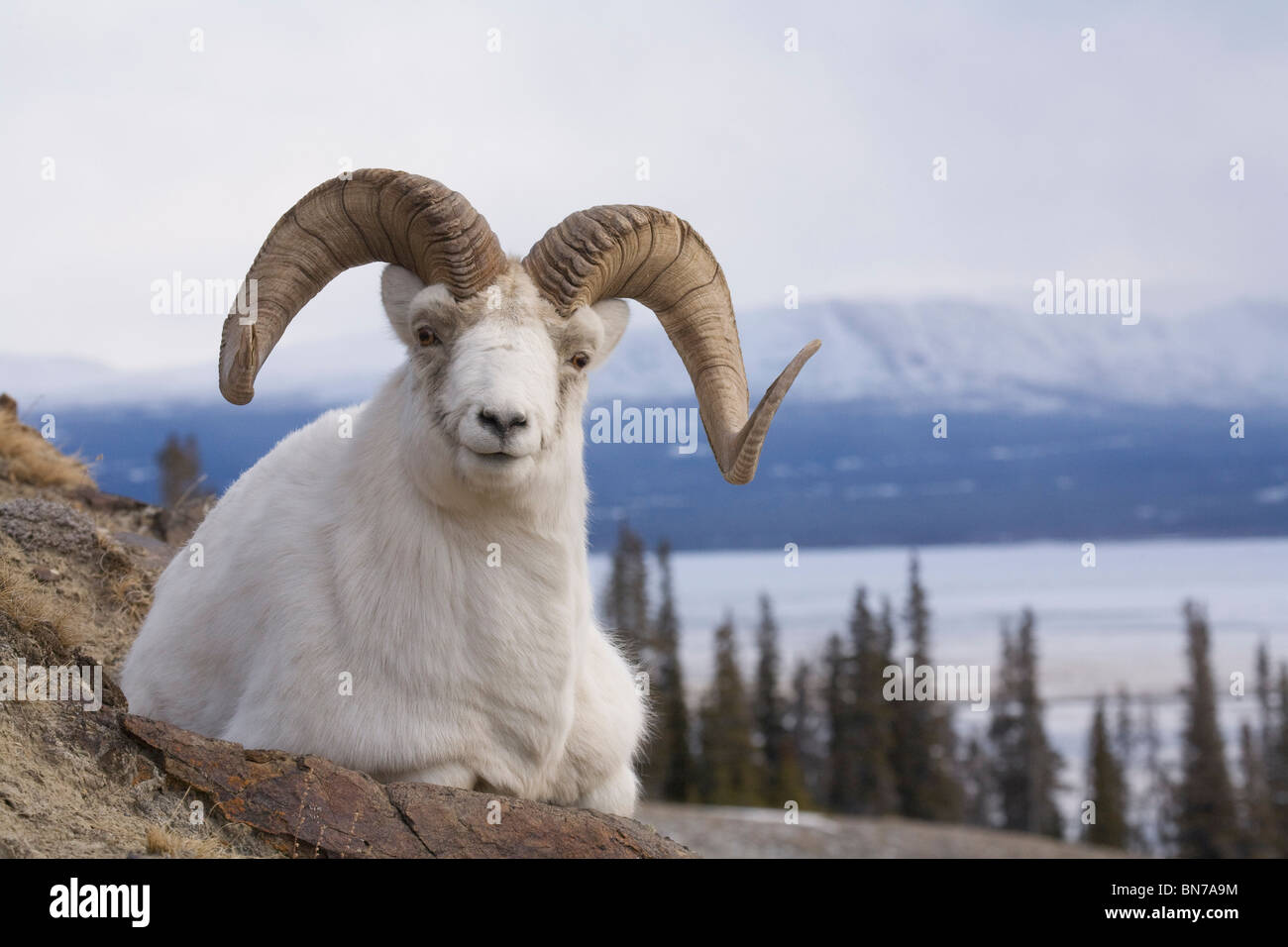 Dall Sheep ram bedded down on Sheep Mountain overlooking Kluane Lake in ...
