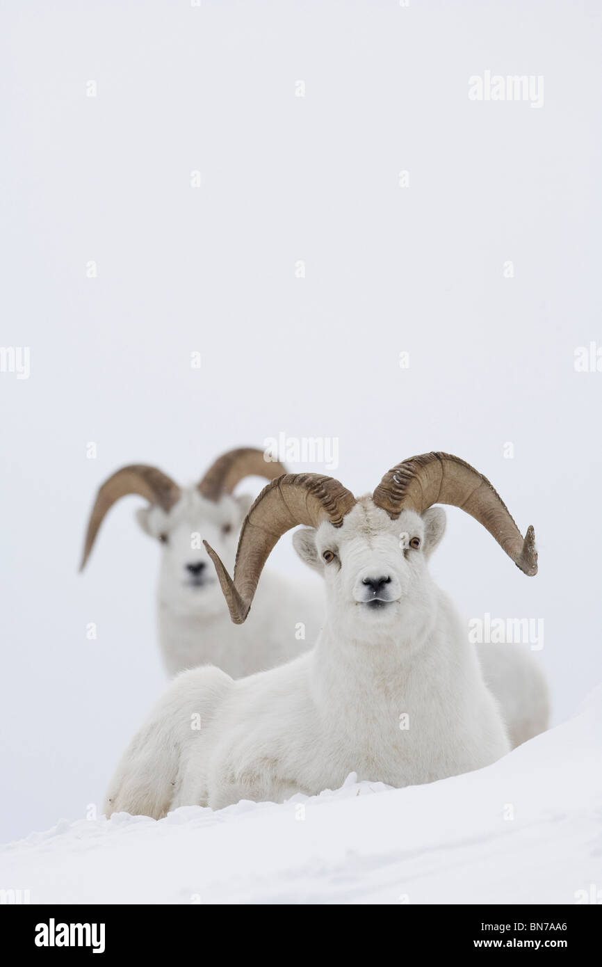 Two Dall Sheep rams bedded in snow on Sheep Mountain, Kluane National ...