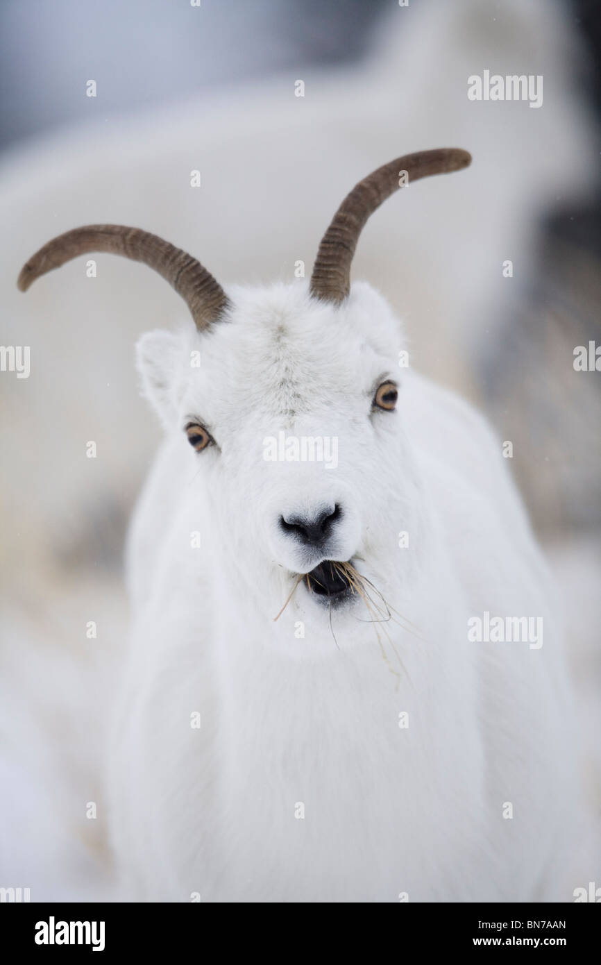 Close up of a Dall sheep ewe chewing grass in winter on Sheep Mountain ...