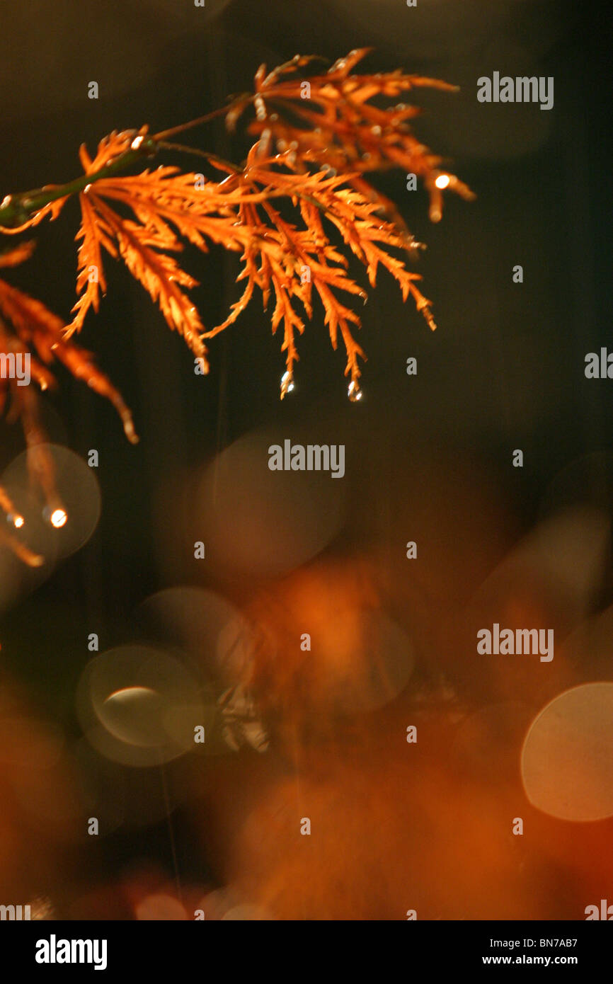 rain drops falling on orange Japanese maple tree leaves, at night Stock ...