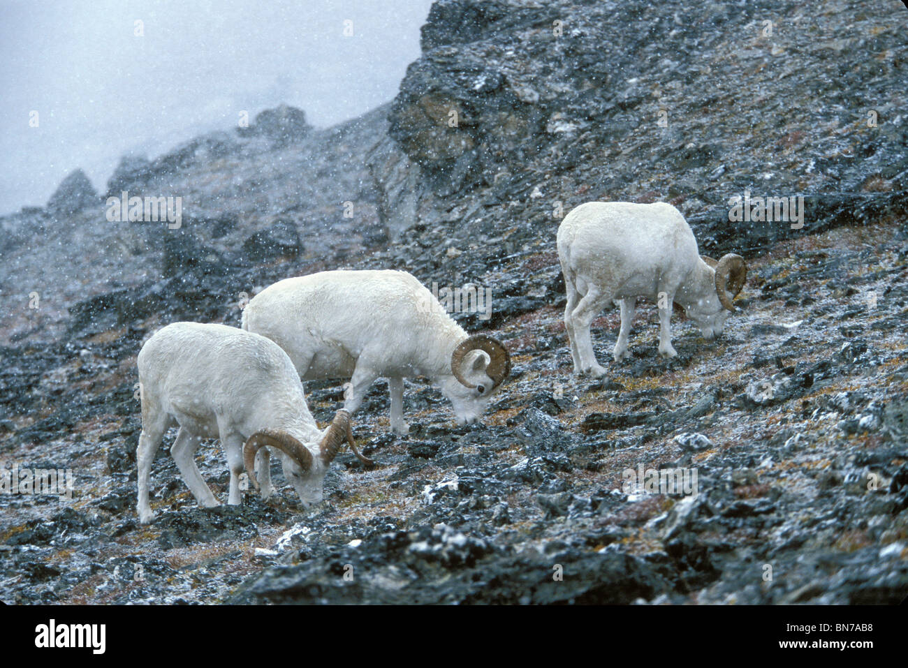 Dall sheep ram feeding hi-res stock photography and images - Alamy