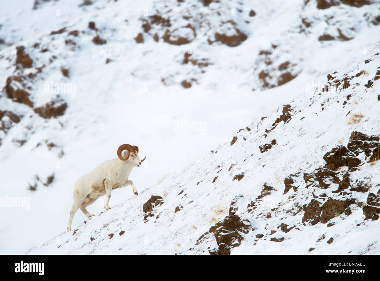 Dall sheep chugach hi-res stock photography and images - Alamy
