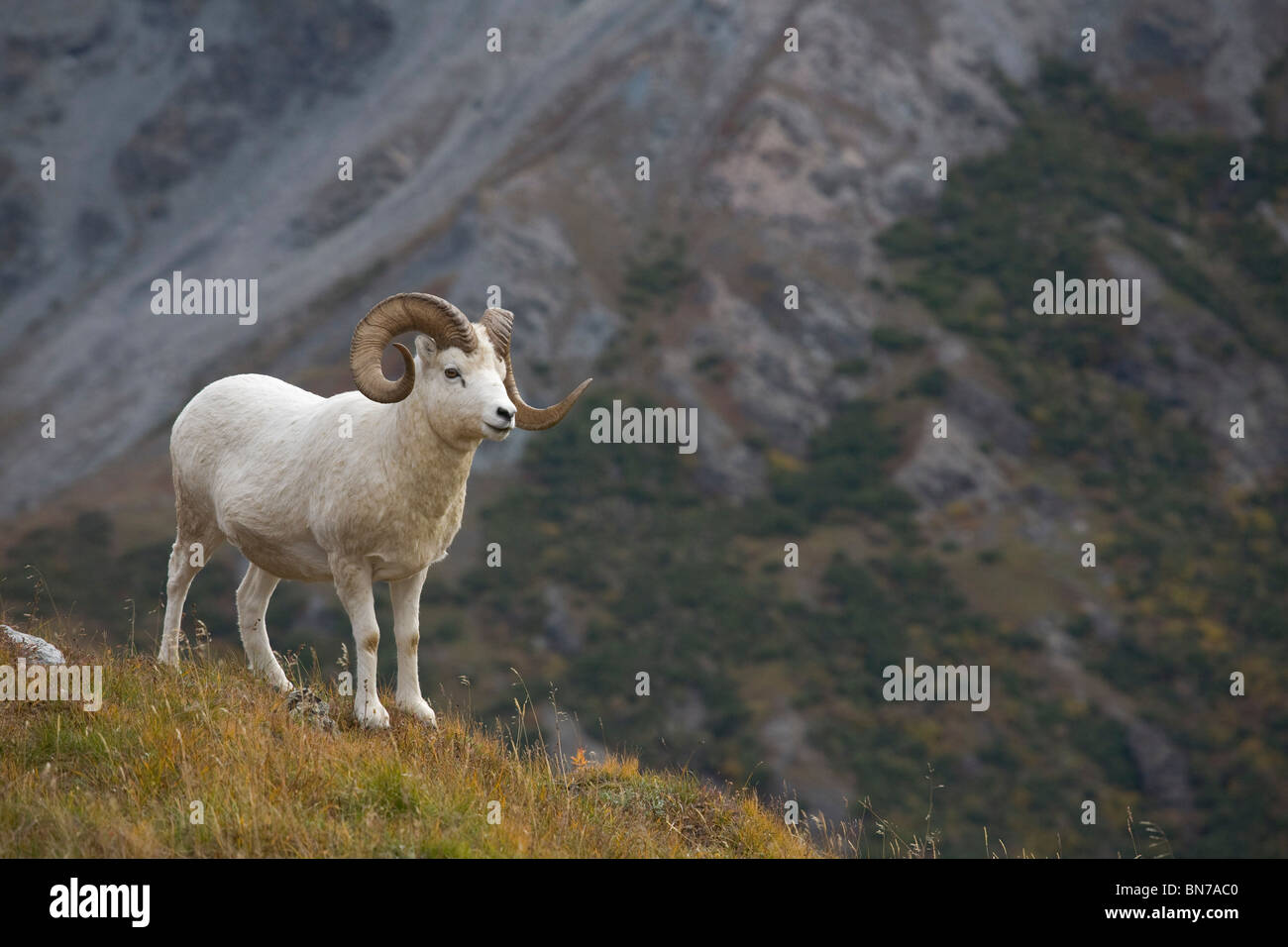 Dall Sheep standing on a ridge with mountain background, Mount Margaret ...