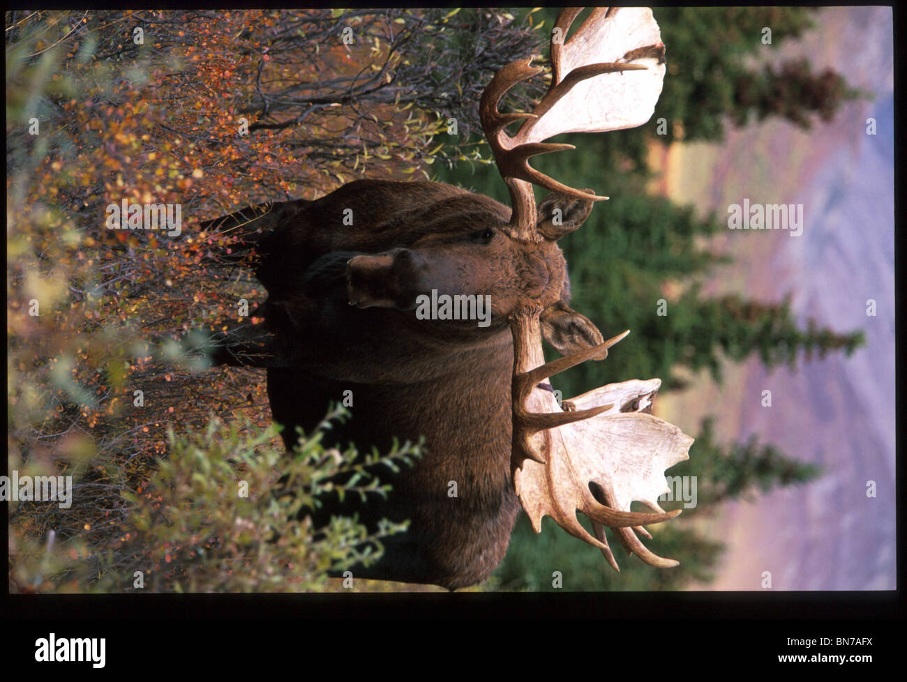 Bull moose eating spruce in hi-res stock photography and images - Alamy
