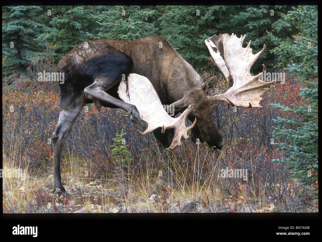 Bull Moose scratching Denali Nat'l Park SC Alaska Fall portrait Stock ...