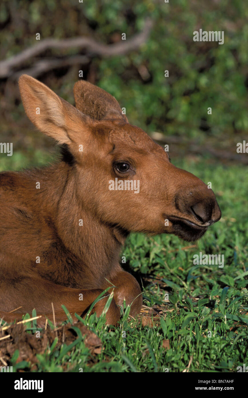 Big game alaska hi-res stock photography and images - Alamy