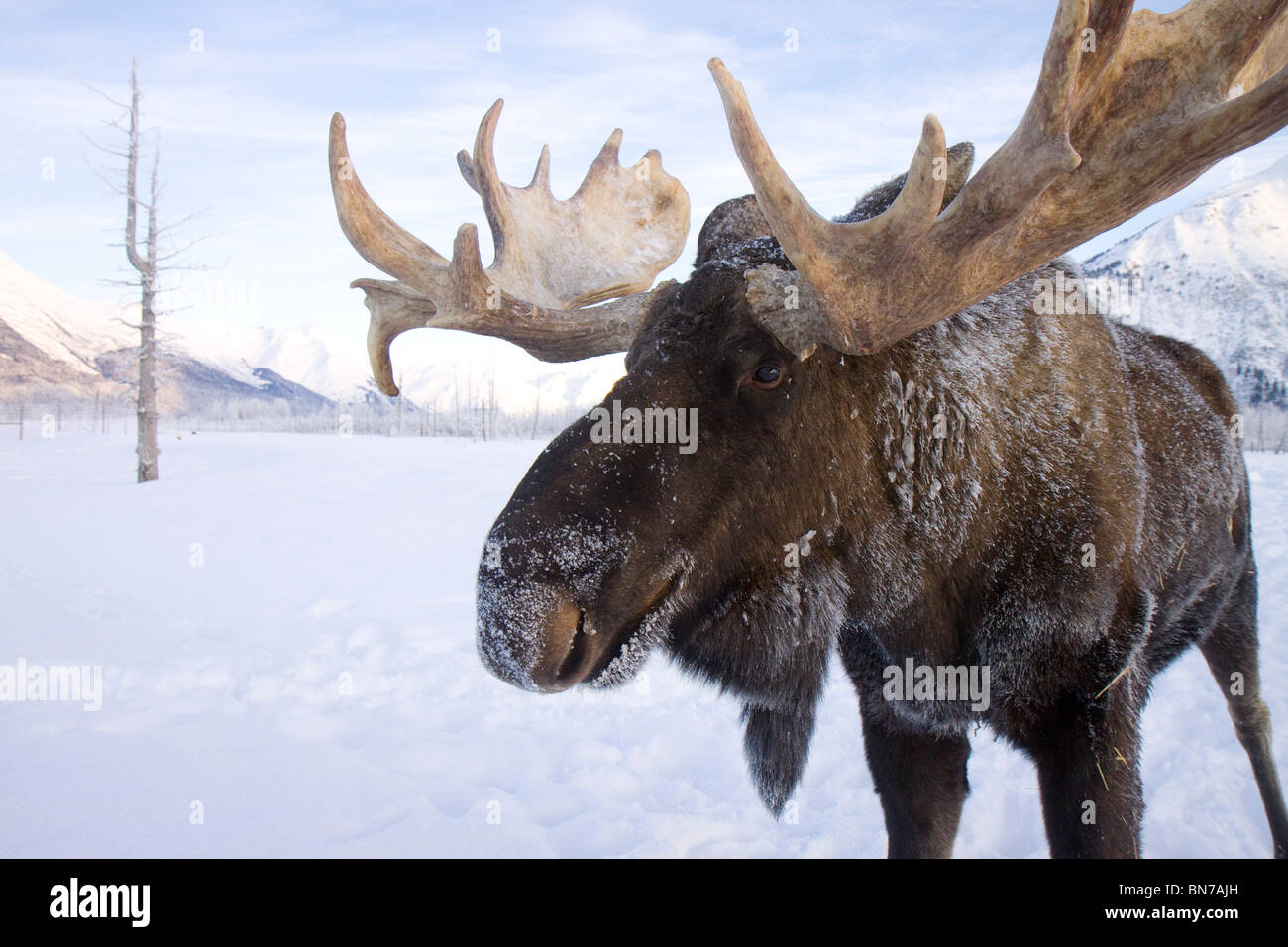 Close up bull moose antlers High Resolution Stock Photography and ...