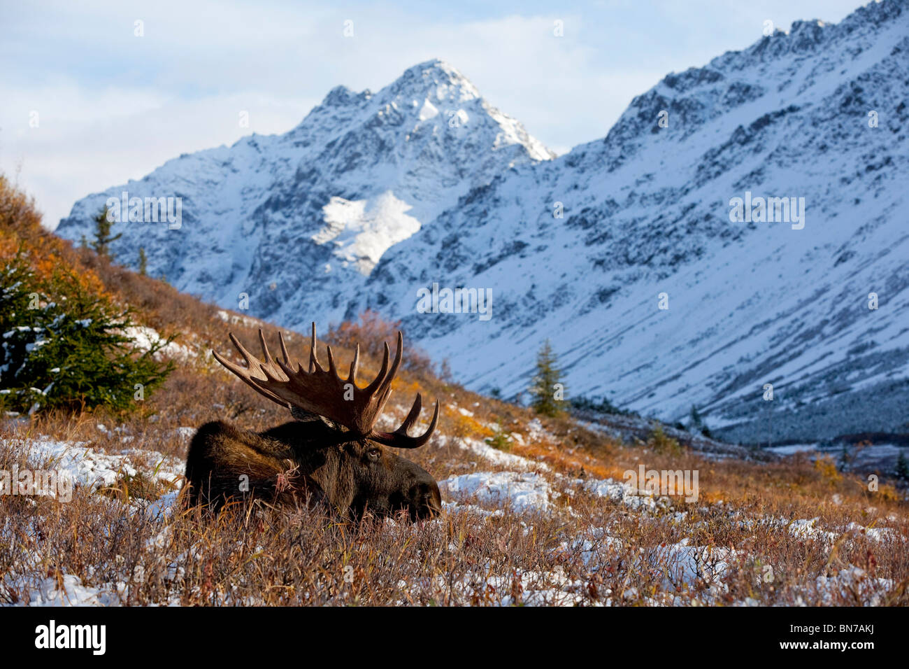 Moose snow hi-res stock photography and images - Alamy