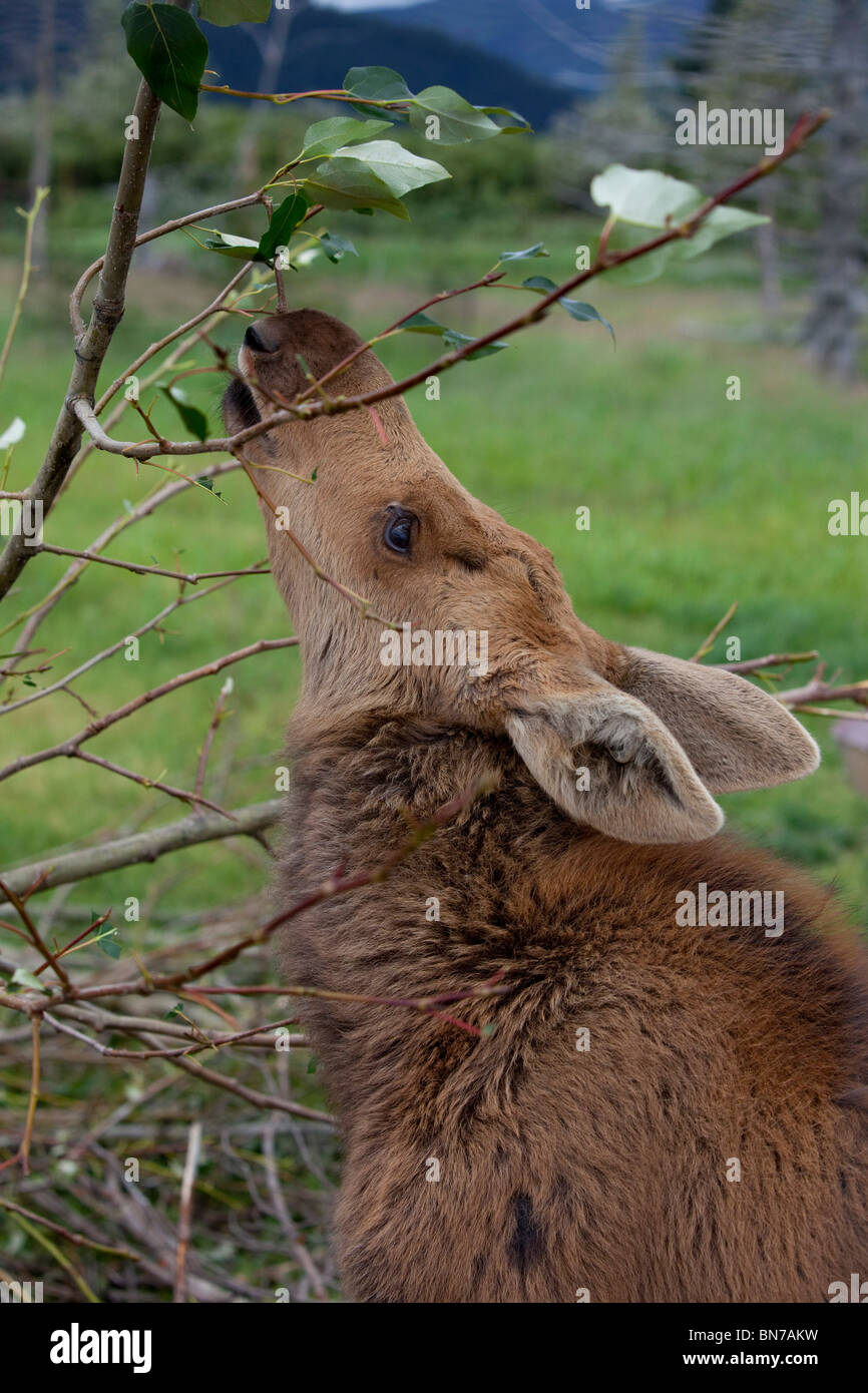 CAPTIVE moose calf stretches its neck to reach some leaves at the ...