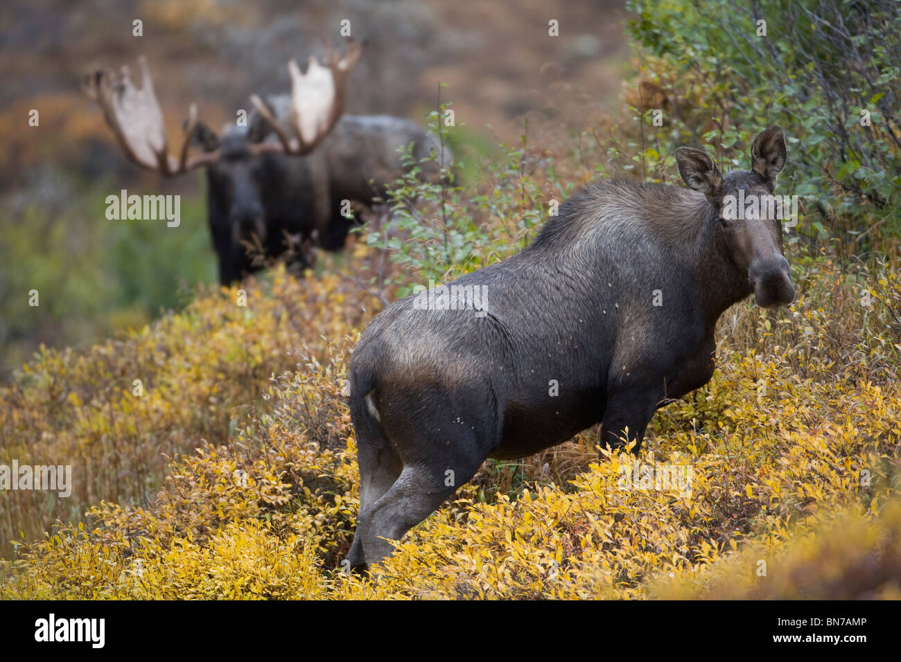 Moose cow with bull standing attentive in background during rut ...