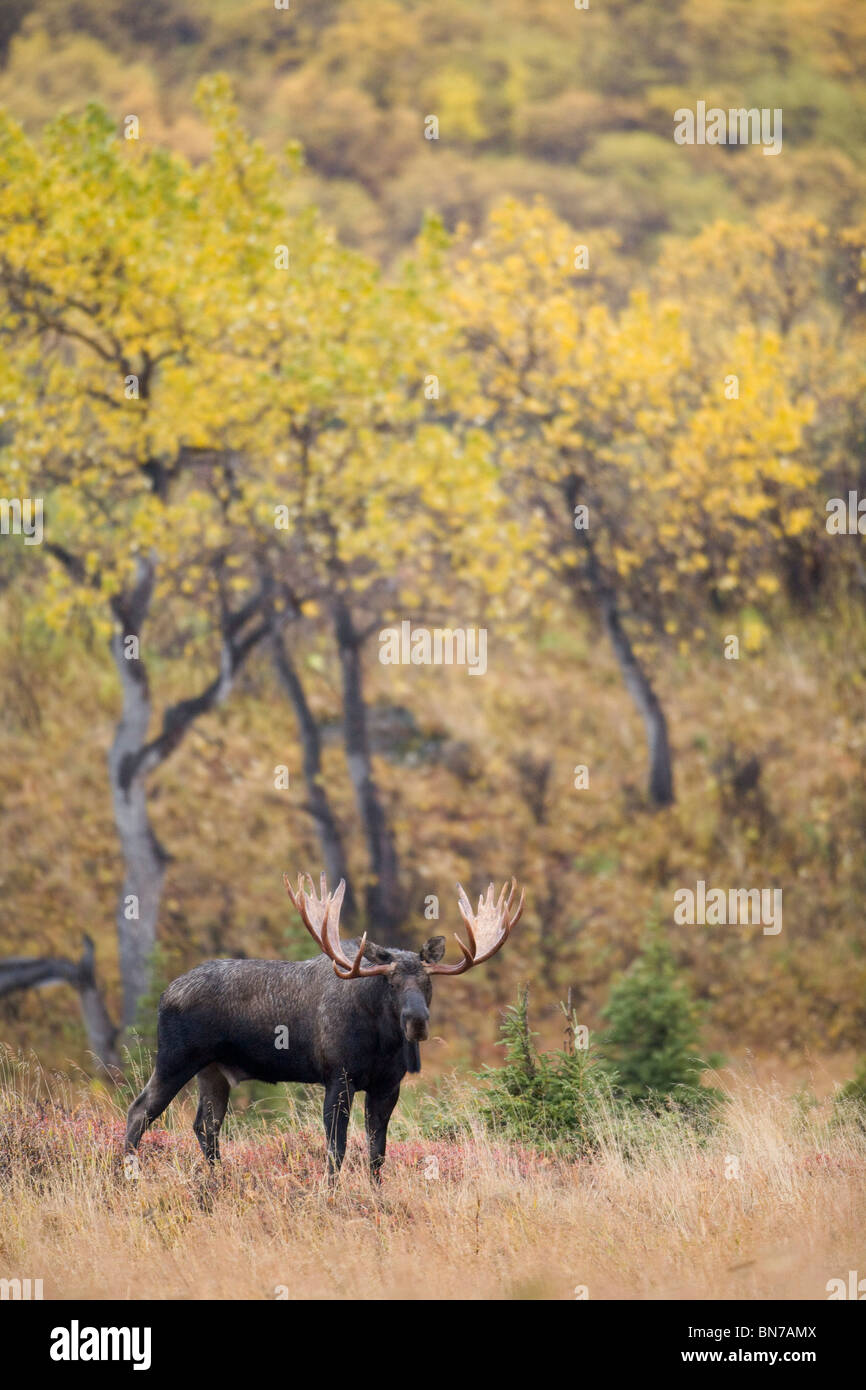 Moose bull standing alert in front of Aspen during Fall at Powerline ...