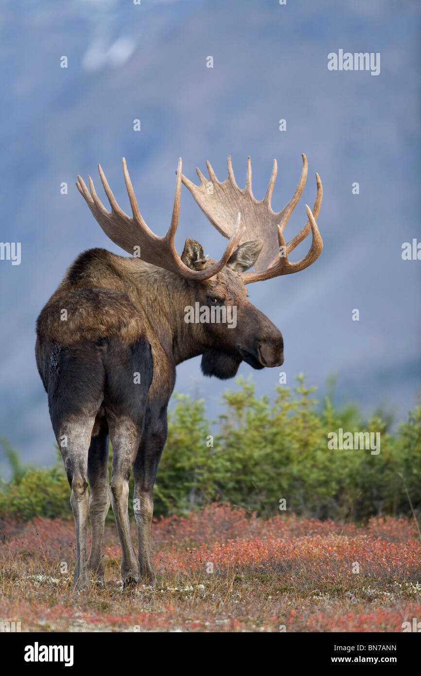 Moose bull walking on Autumn tundra during rut, Powerline Pass, Chugach ...