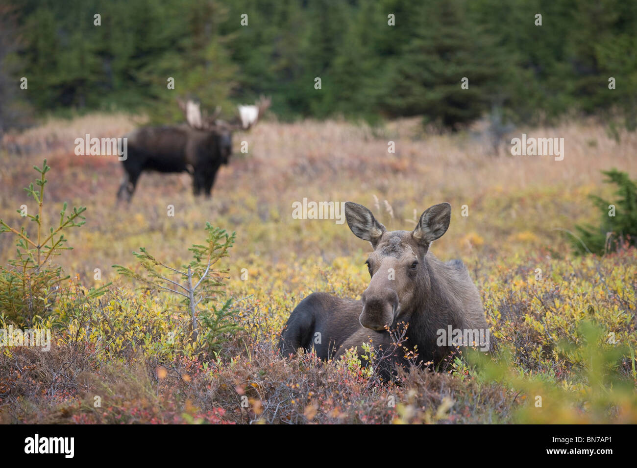 Cow moose bedded down during Autumn, Powerline Pass, Chugach State Park ...