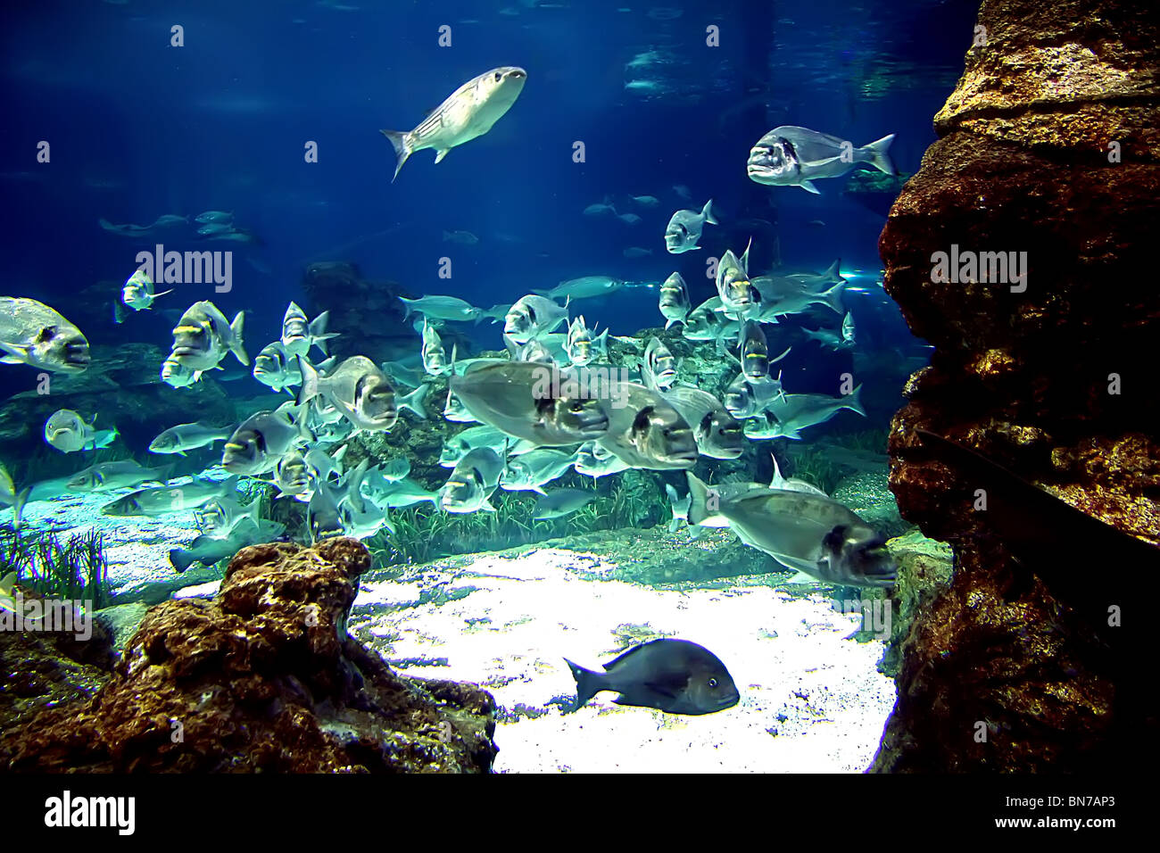Shoal of beautiful small blue aquarium fishes Stock Photo - Alamy