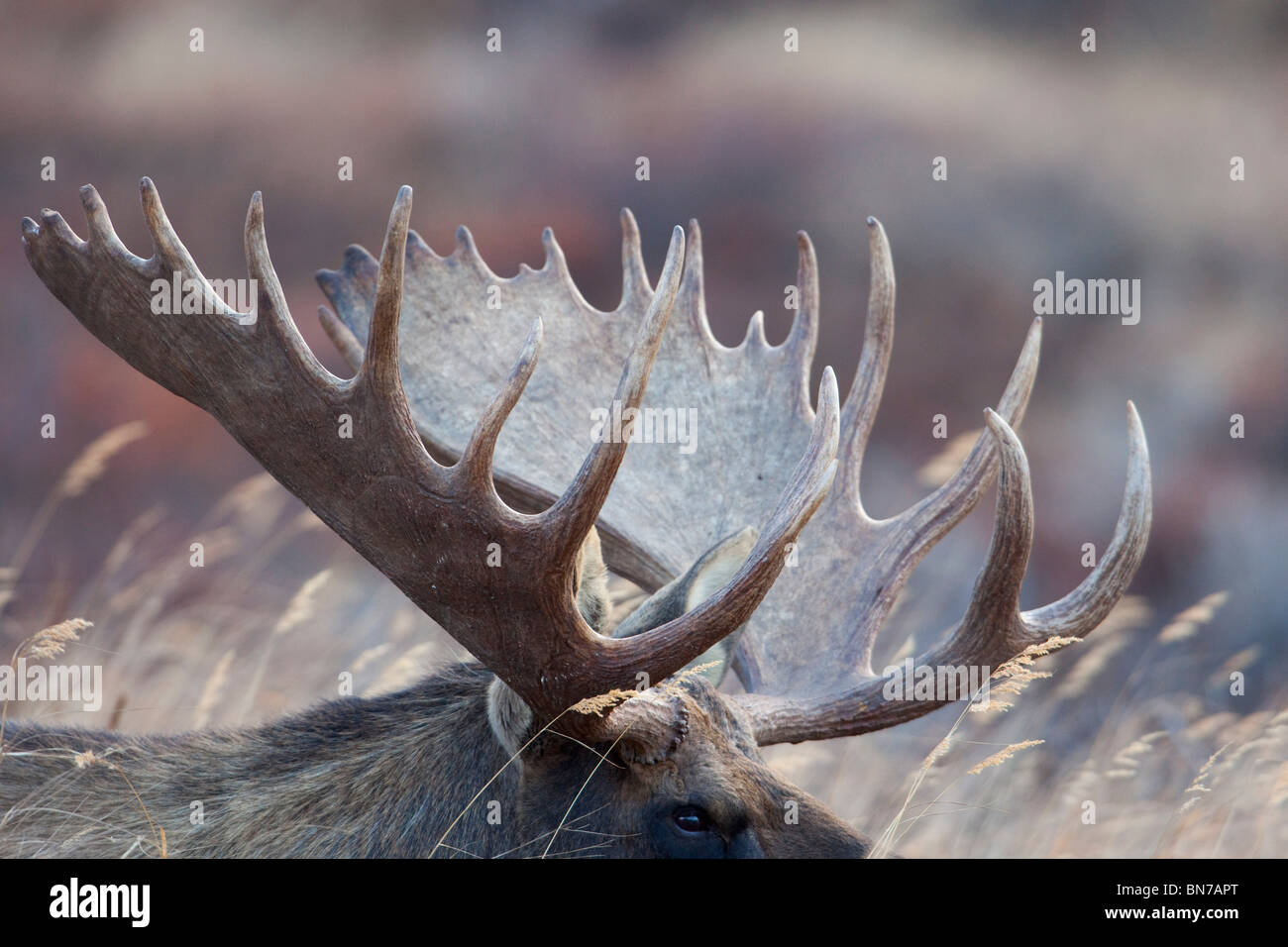 Large Moose Antlers High Resolution Stock Photography and Images - Alamy