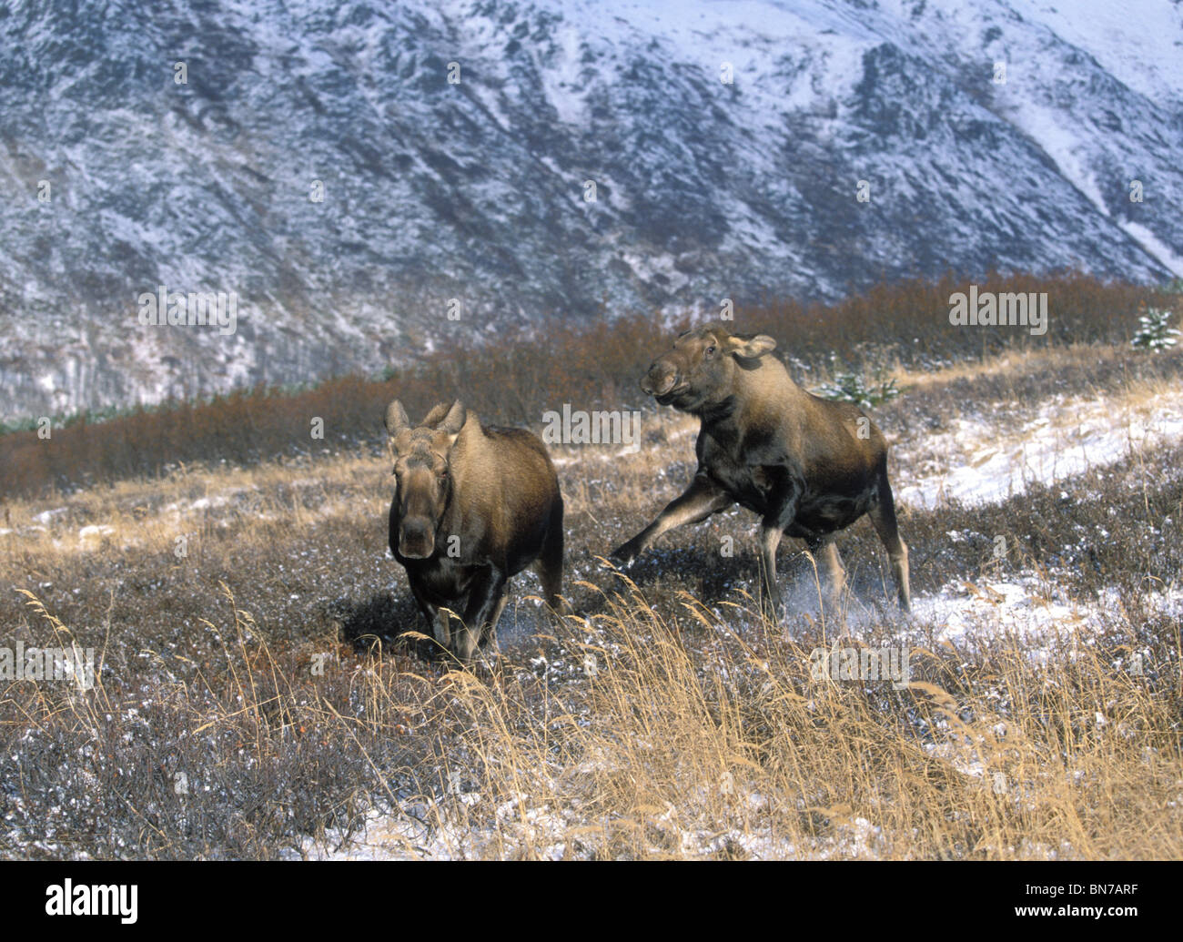 Territorial cow moose running off another cow moose in late fall ...