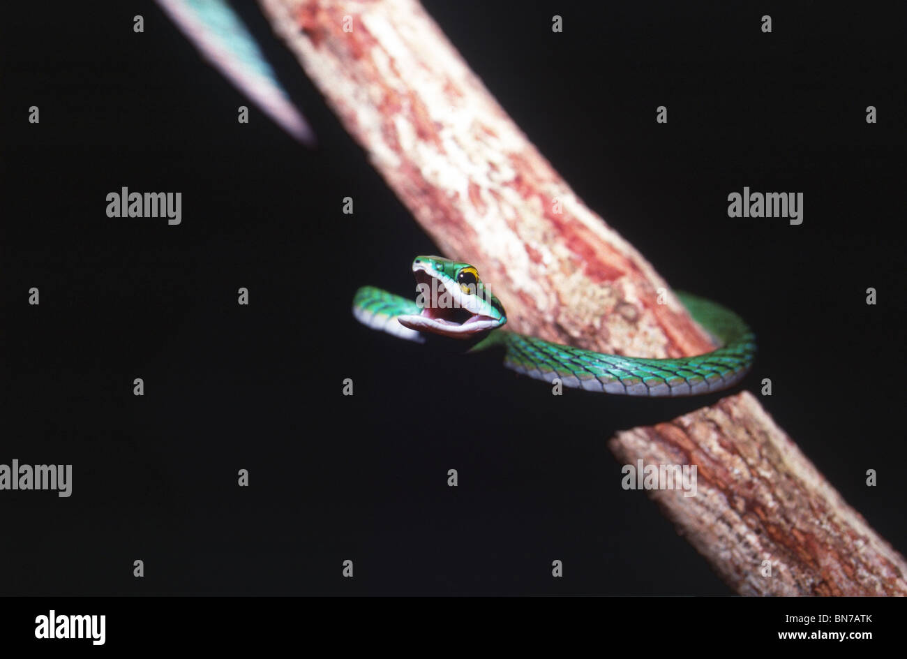Green parrot snake (Leptophis ahaetulla), Manuel Antonio National Park ...