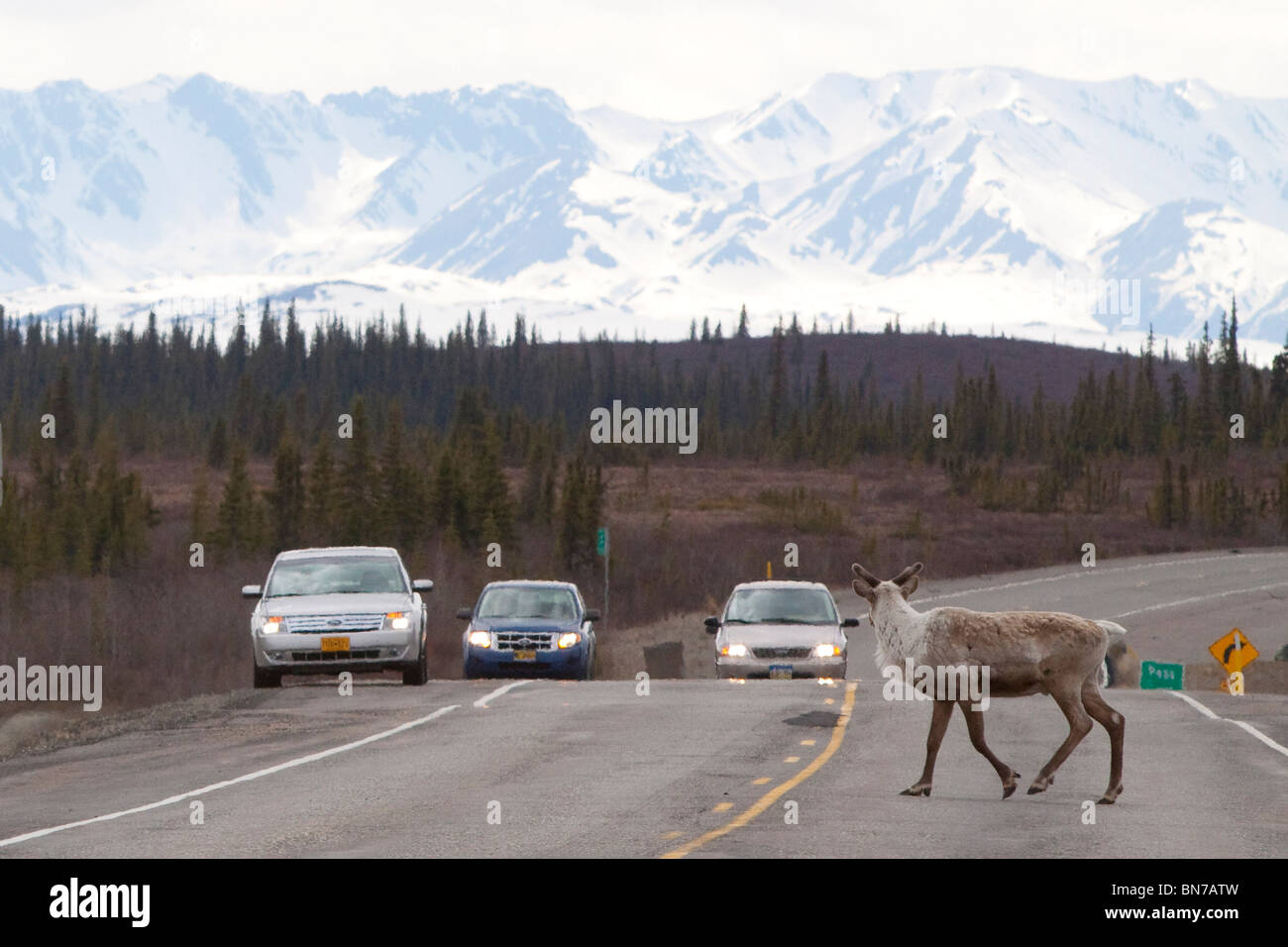 Caribou crossing highway and stopping traffic near Cantwell in Alaska ...