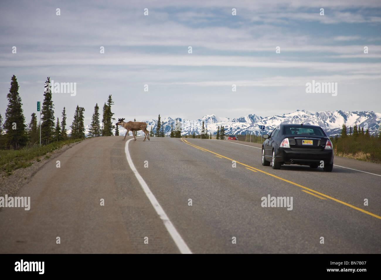 Caribou crossing the Parks Highway with oncoming traffic, Alaska Stock ...
