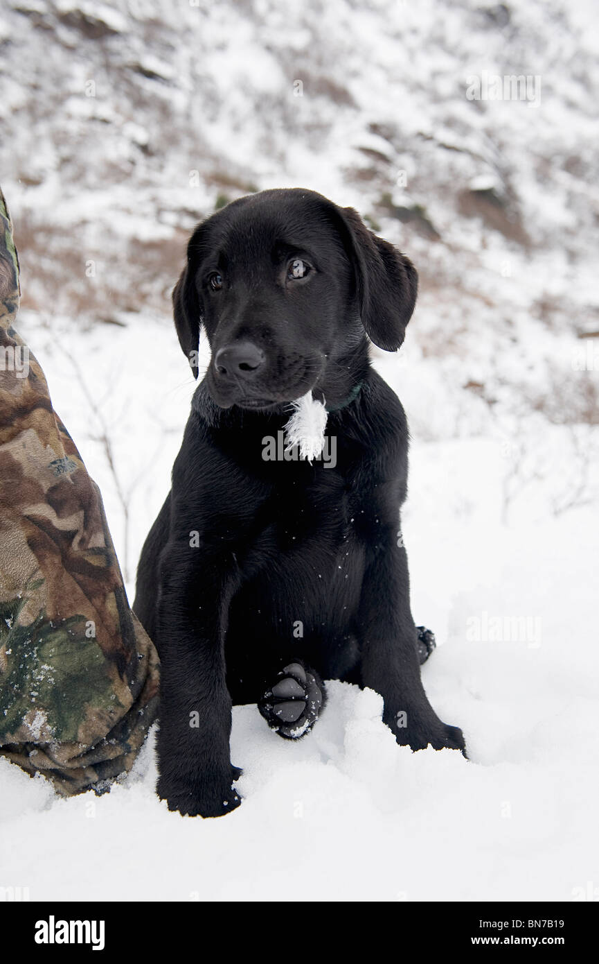 Black lab in snow hi-res stock photography and images - Alamy