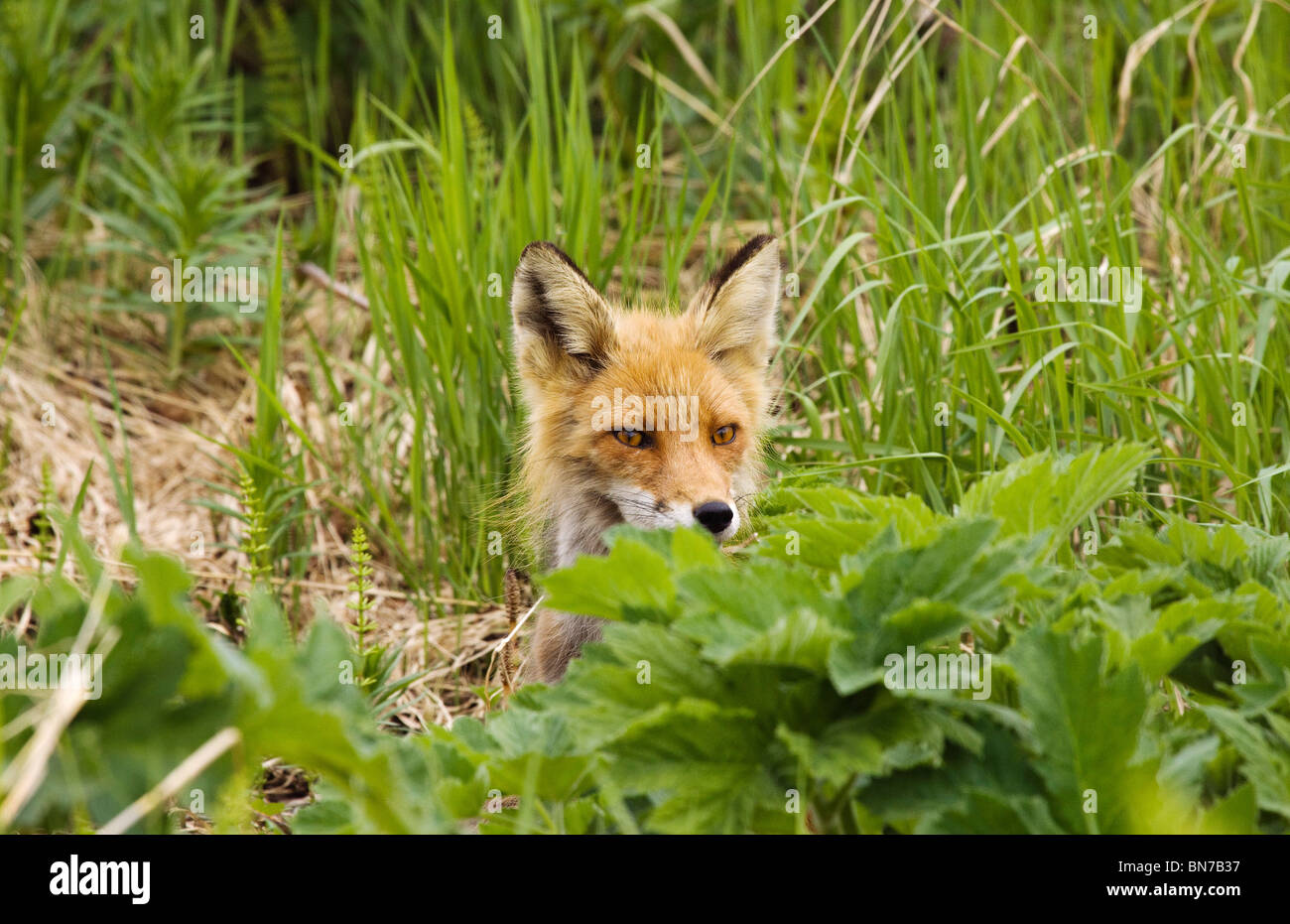 Mcneil river hi-res stock photography and images - Alamy
