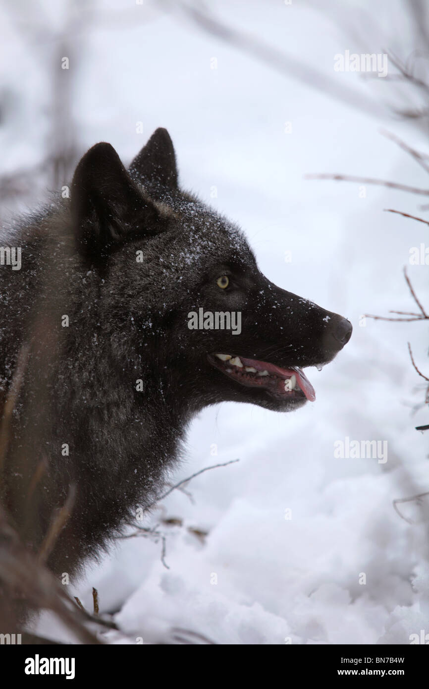 Alaska wolf hi-res stock photography and images - Alamy