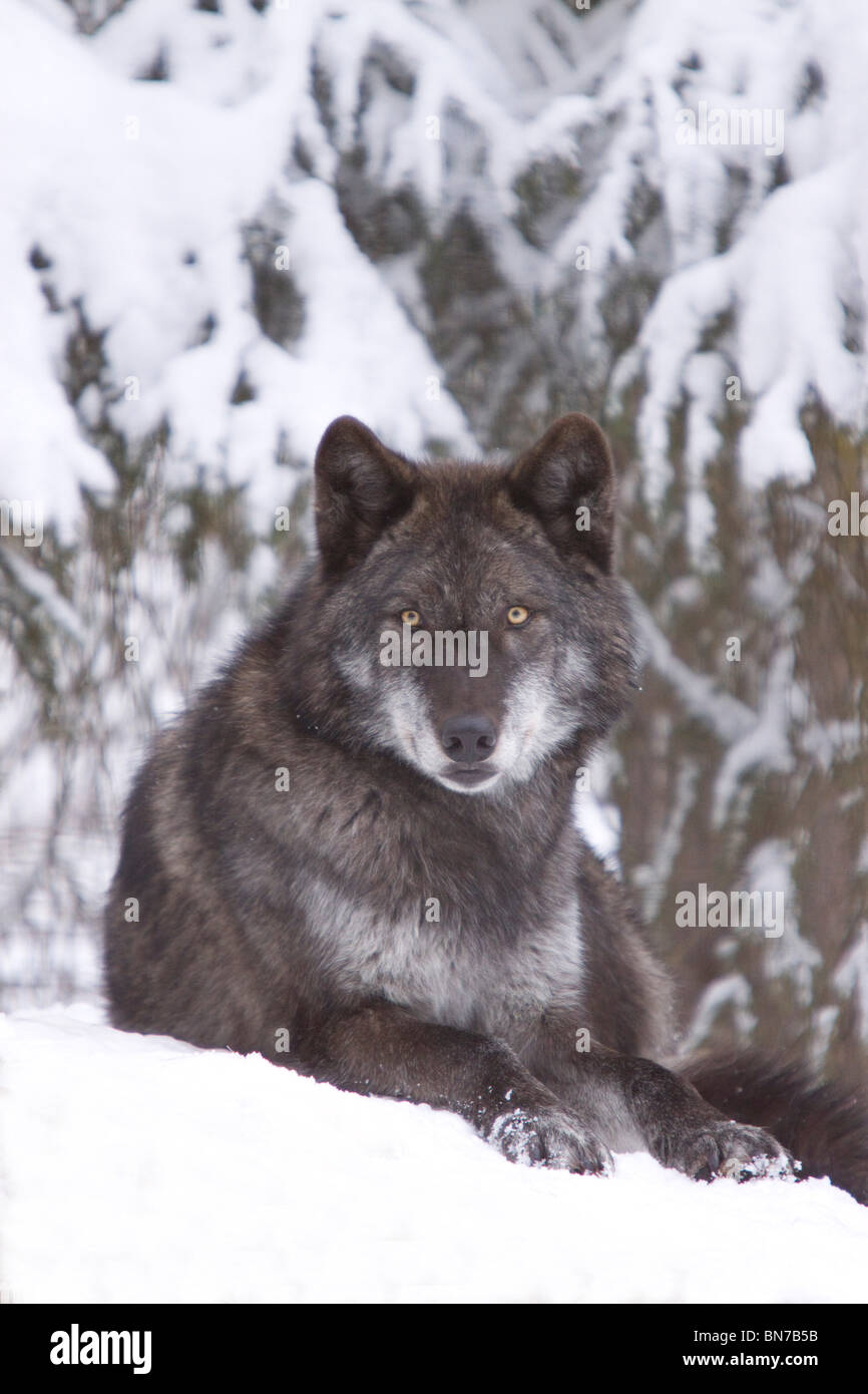 CAPTIVE Alaska wolf lays in snow at the Alaska Zoo in Alaska, Winter ...