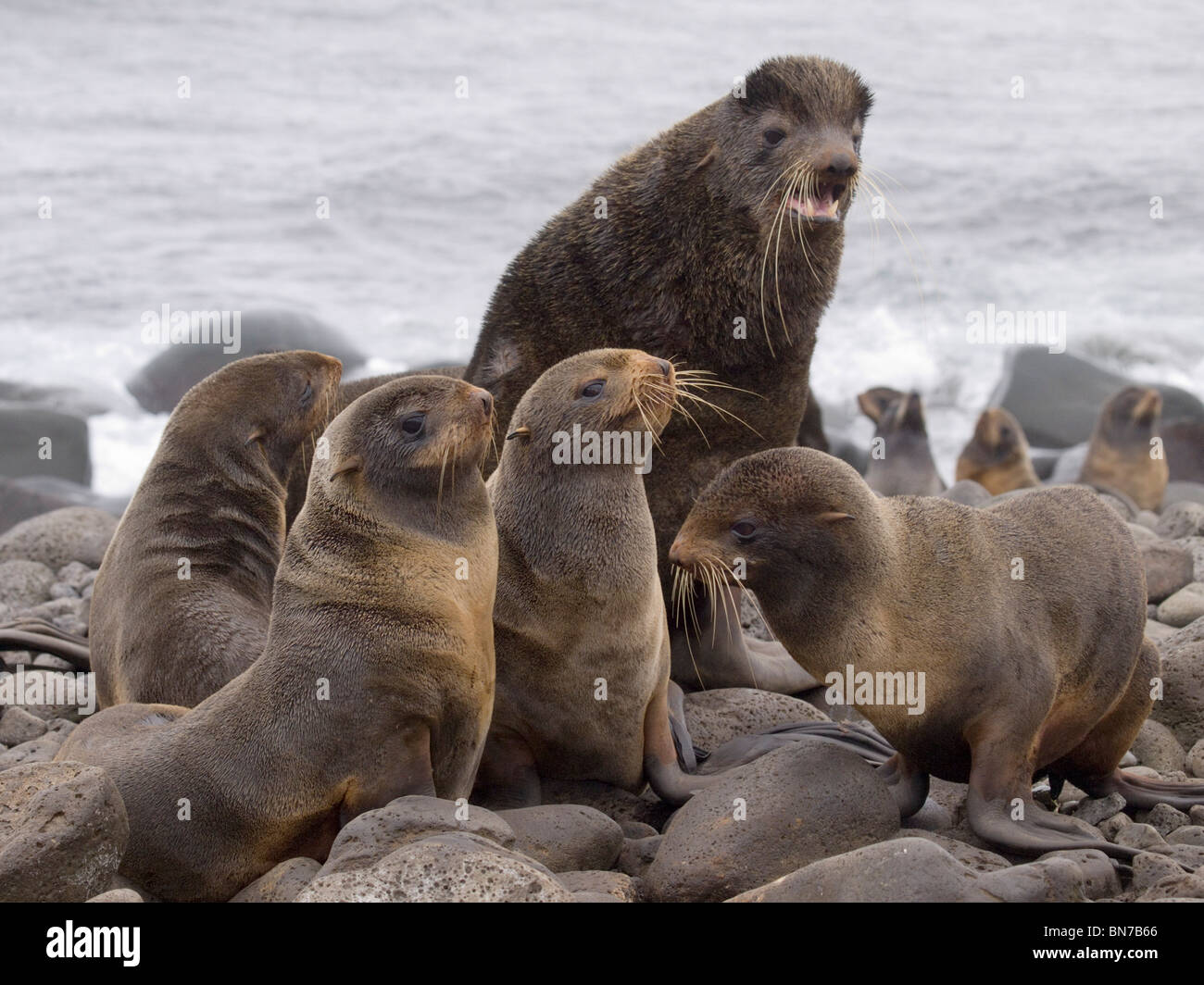 Northern Fur Seal bull with a harem of females, St. Paul Island, Alaska ...