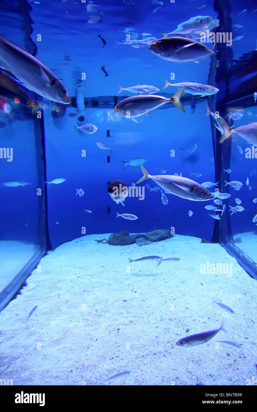 Big beautiful aquarium small fishes hi-res stock photography and images ...